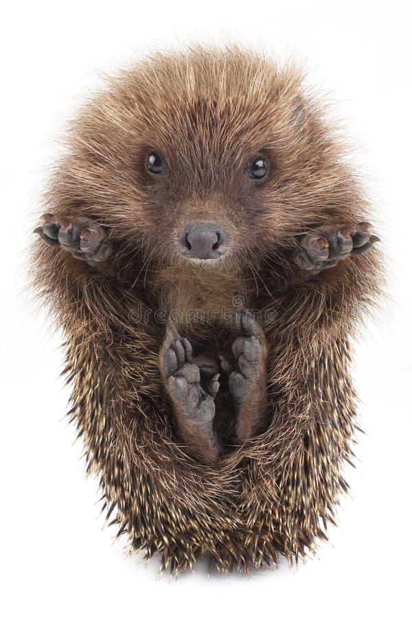 Erizo foto de archivo. Imagen de mudanza, hocico, standing - 39157416