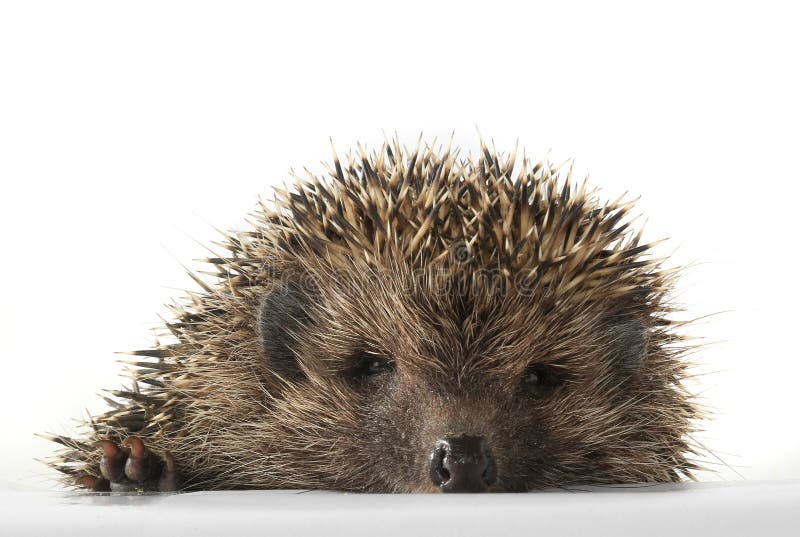 Bozal Del Erizo, Retrato Erizo Ordinario, O Lat Europeo Del Erizo ...