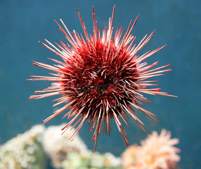 Erizo De Mar 1 Imagen de archivo - Imagen: 1620311