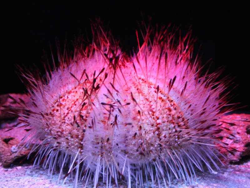 695 Erizo De Mar Rosado Fotos - Libres de Derechos y Gratuitas de ...