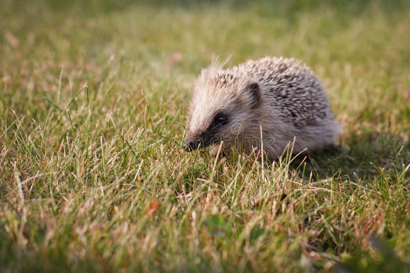 Erizo del bebé foto de archivo. Imagen de salvaje, erizo - 18485142