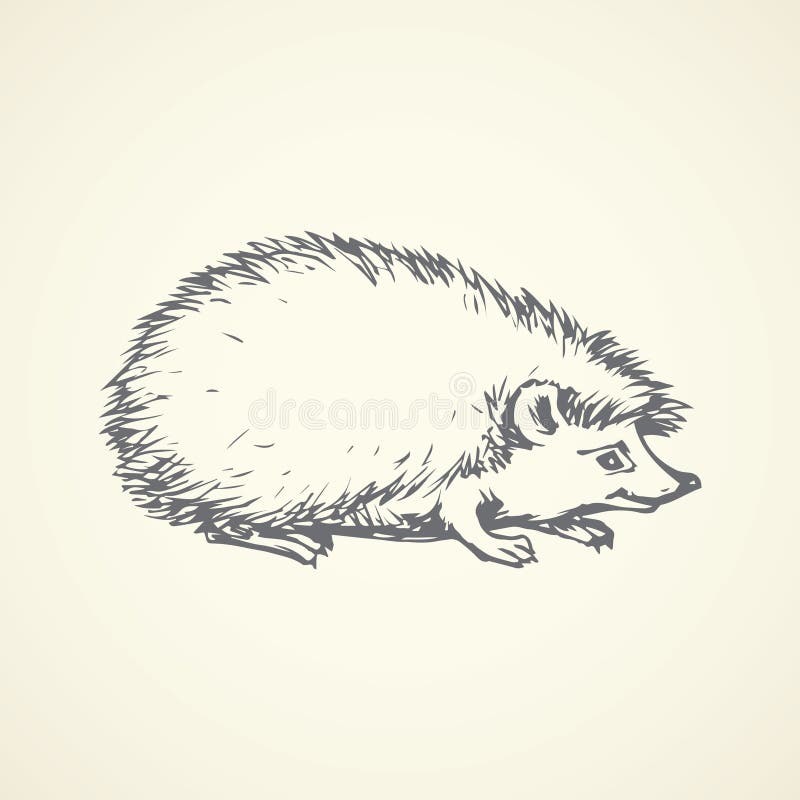 Erizo Gráfico del vector ilustración del vector. Ilustración de bosque ...