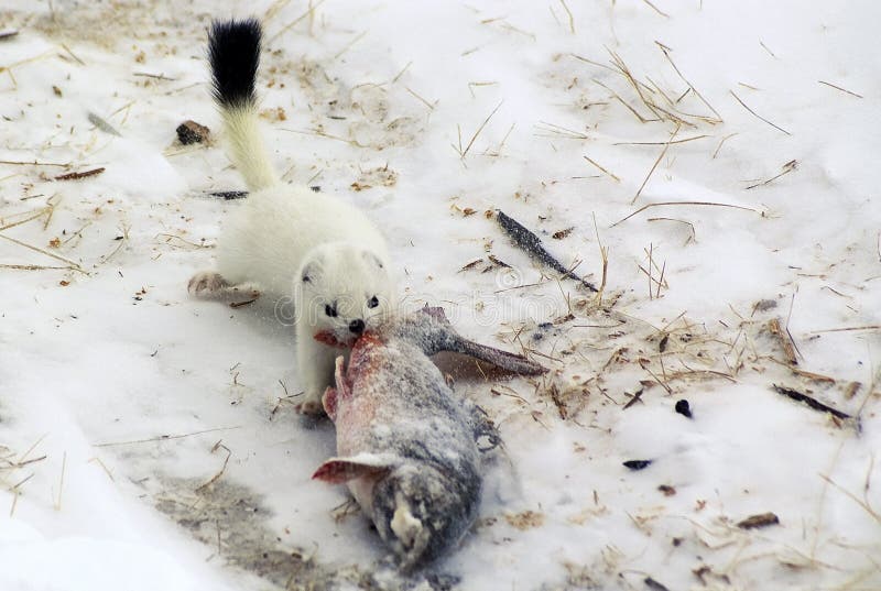 Ermine. stock photo. Image of kamchatka, snow, predator - 13800240