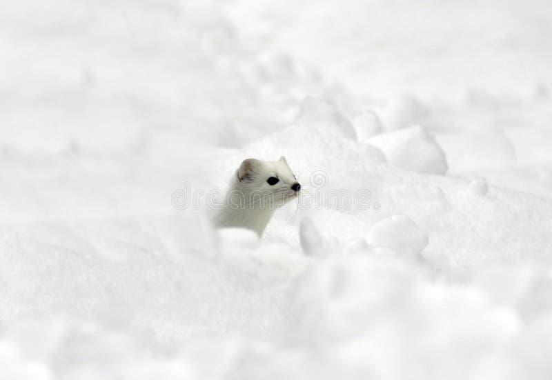 Ermine. stock photo. Image of kamchatka, snow, predator - 13800240