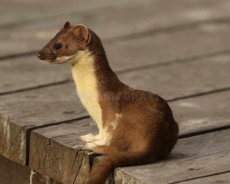 Ermine stock photo. Image of jackson, weasel, wildlife - 193414800