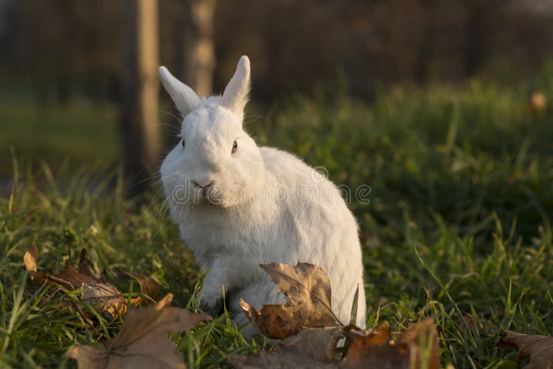 1,405 Ermine Photos - Free & Royalty-Free Stock Photos from Dreamstime
