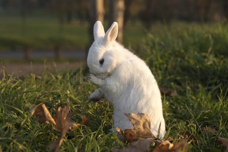 Ermine rabbit stock photo. Image of background, animals - 35717270
