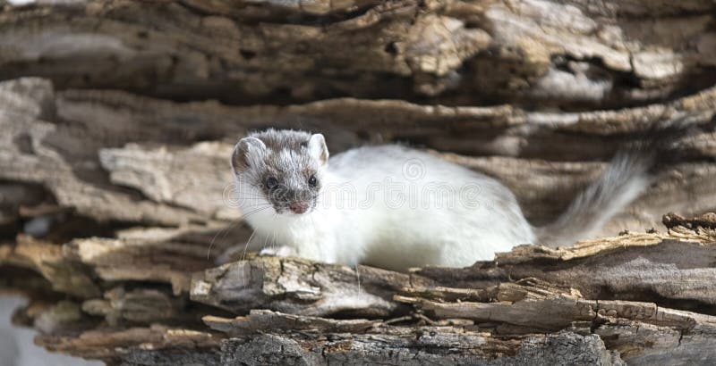 Ermine Stoat in Winet Plumage Stock Photo - Image of wild, ermine ...