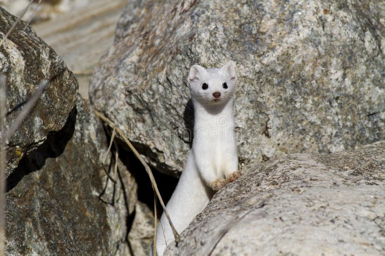 Ermine stock photo. Image of animals, predator, wild - 56582502