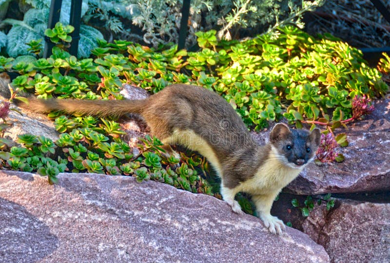 A Ermine Weasel Rock Rodent Pauses for a Pose Stock Photo - Image of ...
