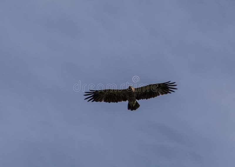 Erne stock image. Image of observation, erne, ornithology - 56018659