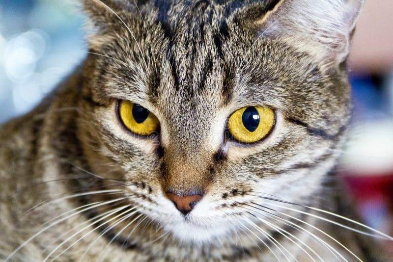 Tigerkatze Stockfotos und Bilder - Laden Sie 661 lizenzfreie Fotos herunter