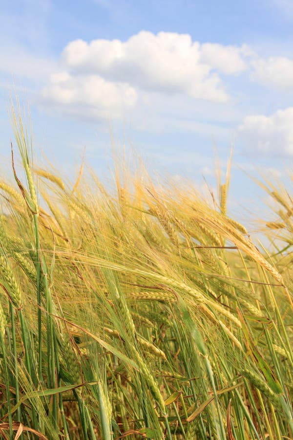 Ernte stockfoto. Bild von stamm, weide, landwirtschaftlich - 43049508
