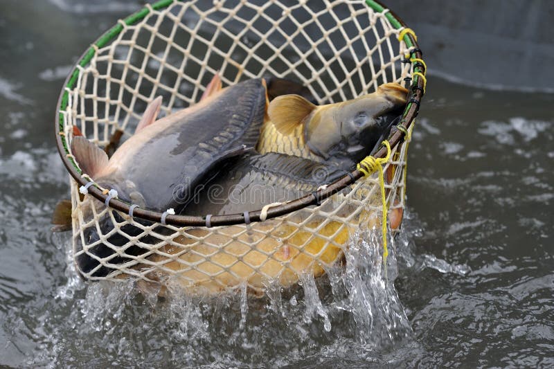 Ernte der Karpfen stockbild. Bild von tier, tschechisch - 64222445