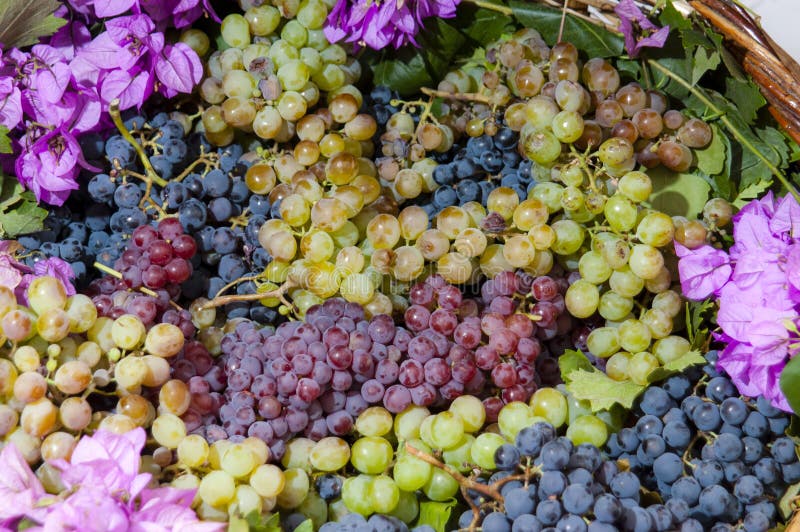 Ernte der Traube stockfoto. Bild von ernte, wein, farben - 30713568