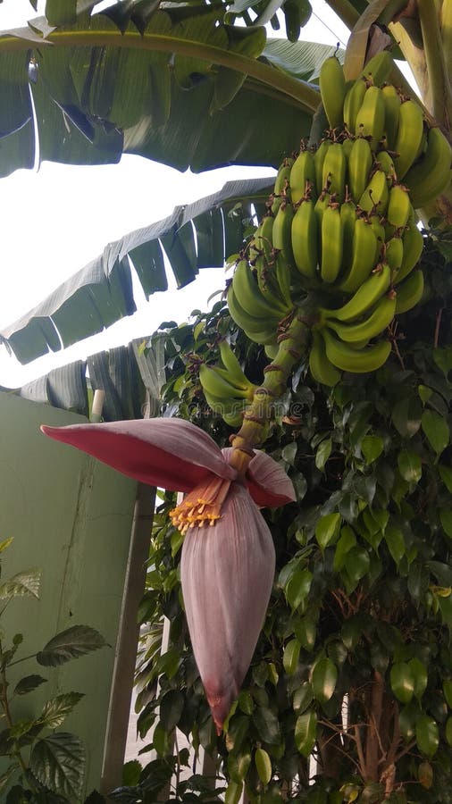 Bananenblume Und Rohe Bananen Auf Einem Baum in Einer Plantage ...