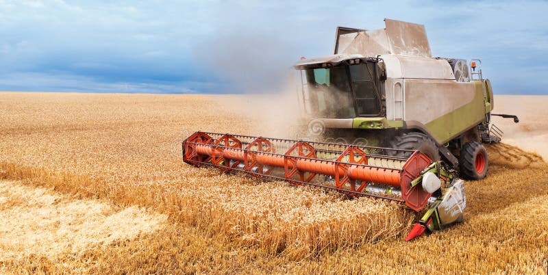 Ernte Von Getreide Im Feld. Stockfoto - Bild von landwirtschaftlich ...