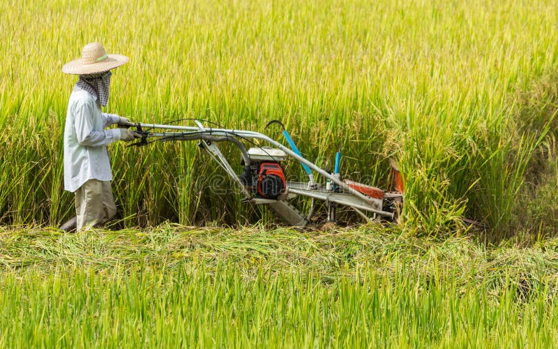 Ernten redaktionelles stockfotografie. Bild von landwirt - 60933047
