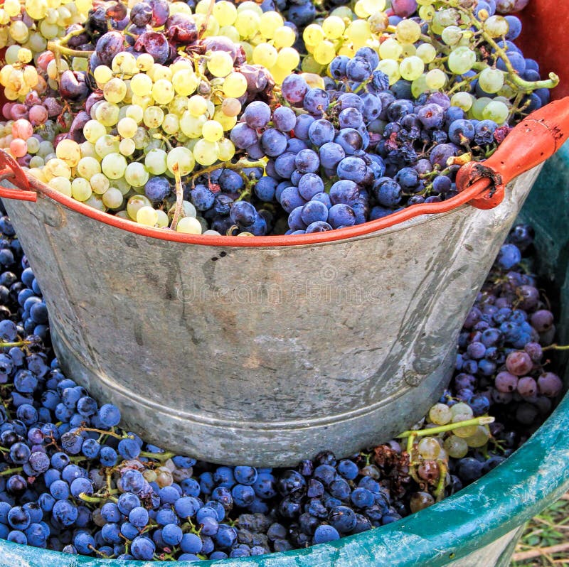 Ernten der Traube stockbild. Bild von beleuchtete, ernten - 43277533