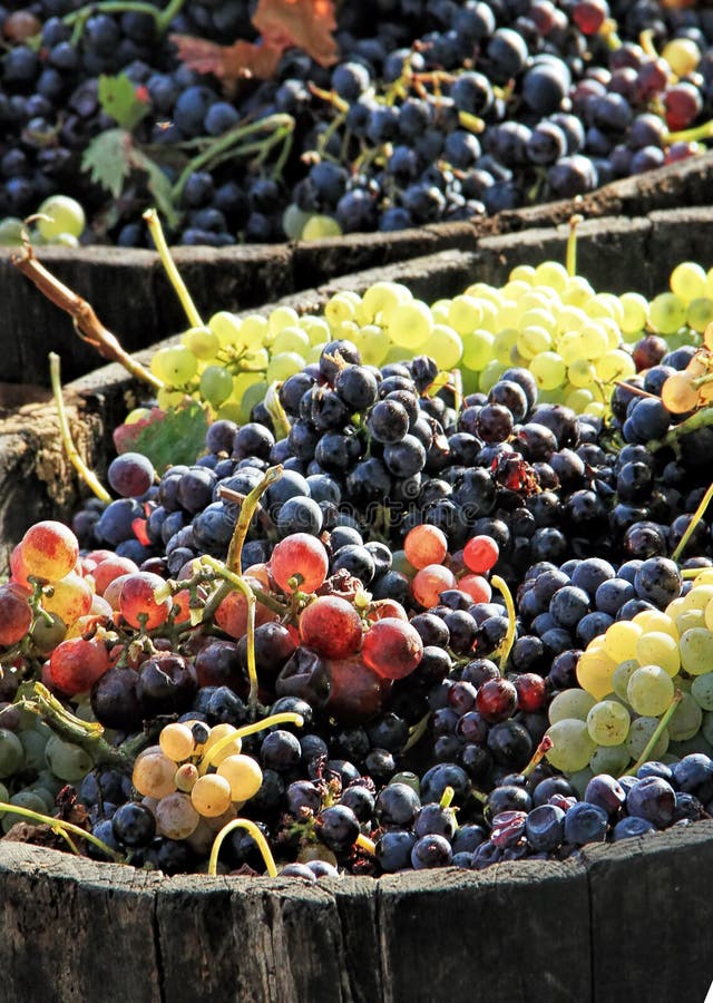 Ernten der Traube stockfoto. Bild von getränk, behälter - 45938516