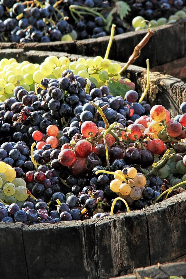 Ernten der Traube stockfoto. Bild von getränk, behälter - 45938516
