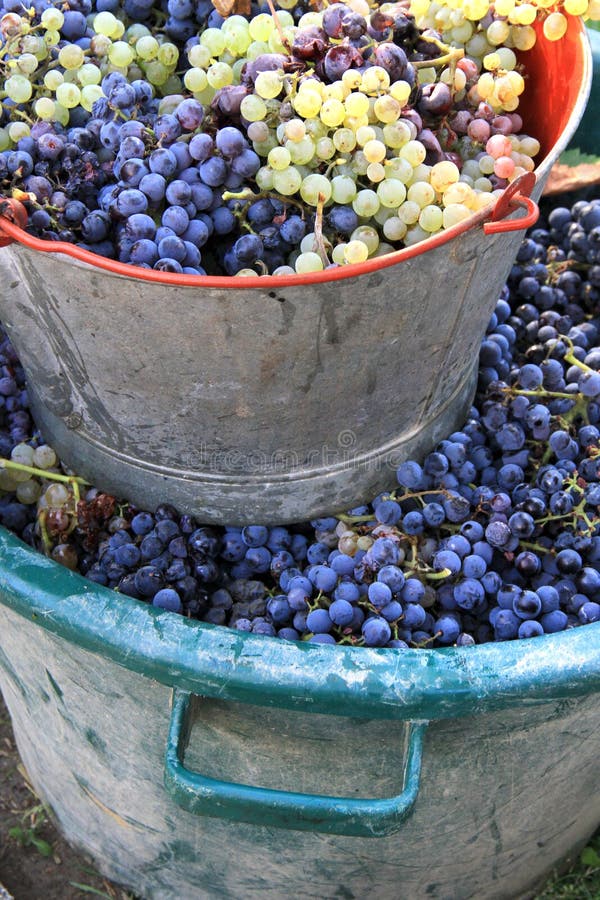 Ernten der Trauben stockfoto. Bild von blatt, trauben - 75159658