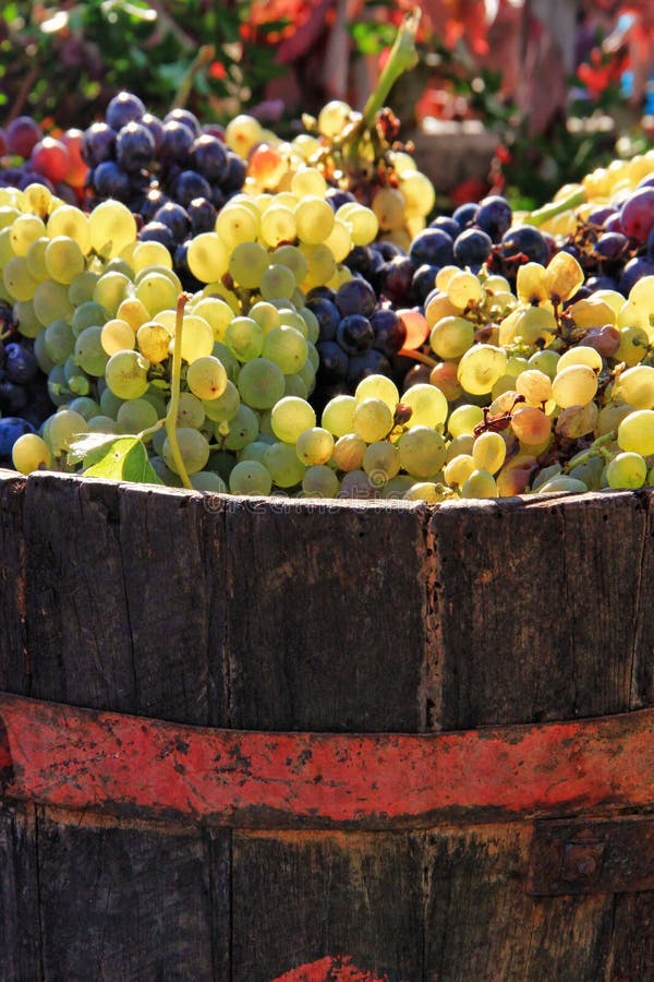 Ernten der Trauben stockbild. Bild von rhone, landwirtschaft - 45368635