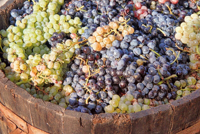 Ernten der Trauben stockbild. Bild von rhone, landwirtschaft - 45368635