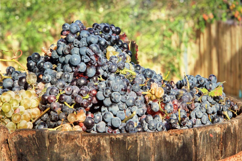 Ernten der Trauben stockfoto. Bild von blatt, trauben - 75159658