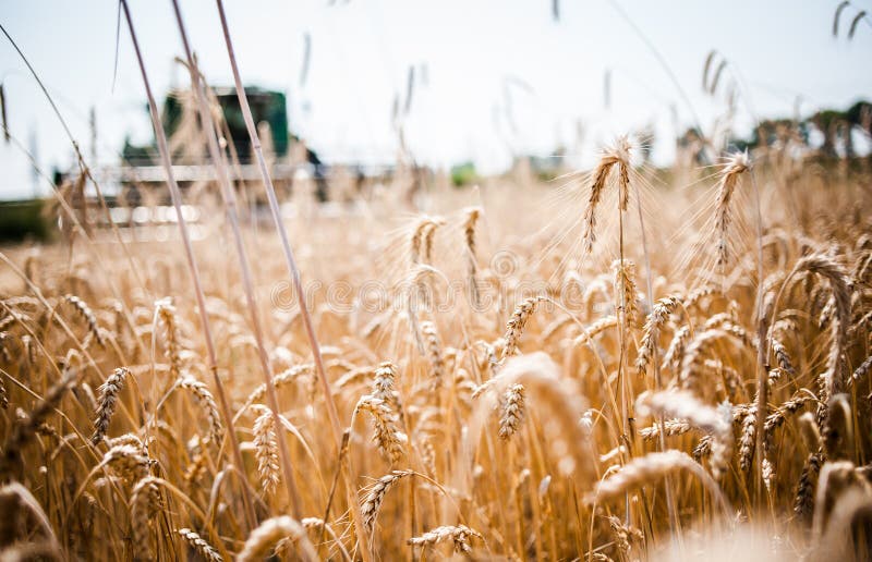 Weizenernte mit Maschine redaktionelles stockfotografie. Bild von ...
