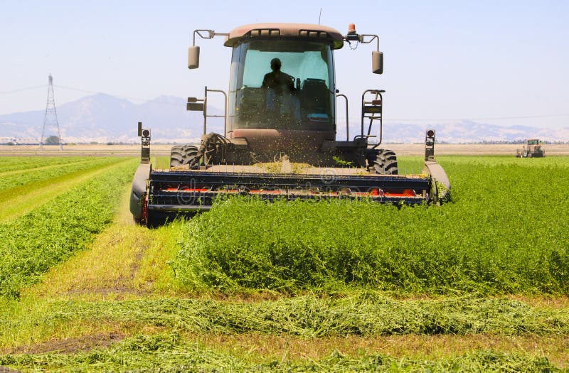 Ernten von Luzerne stockfoto. Bild von landwirtschaftlich - 20745648