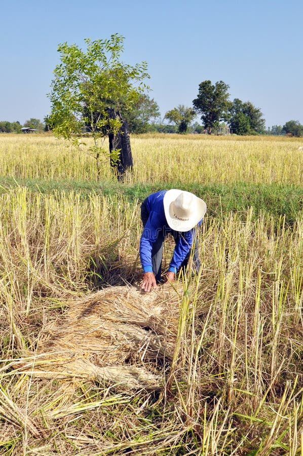 Reis. Ernte stockfoto. Bild von ernte, reis, september - 10709614