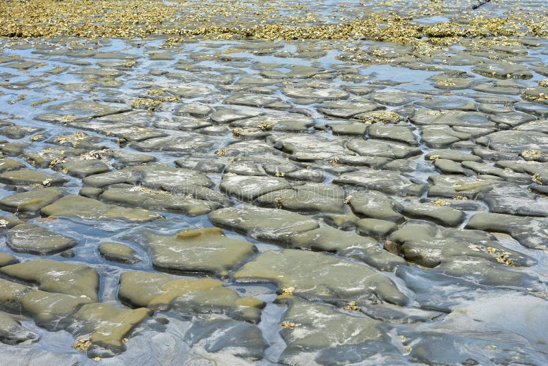 Eroded Coastal Platform at Low Tide Stock Image - Image of shell ...
