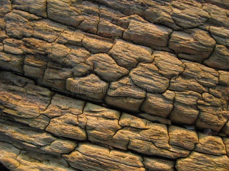 Eroded wood stock image. Image of wholes, lumber, river - 7223209