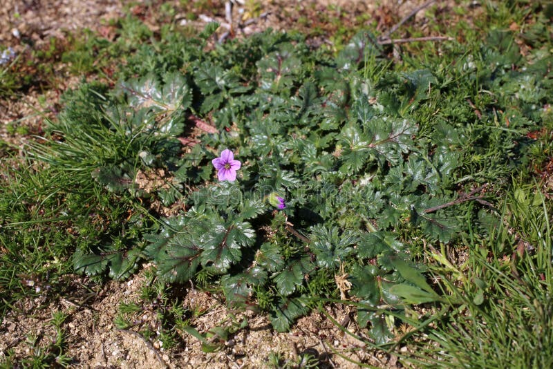 Erodium Botrys - Wild Flower Stock Photo - Image of botanist, science ...