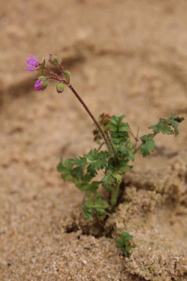Erodium Cicutarium, Also Known As Redstem Filaree Stock Image - Image ...