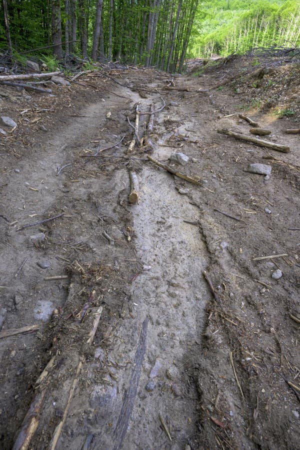 Erosion of the Earthen Floor Due To Deforestation in Spain in Vertical ...