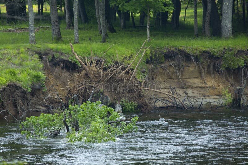 Erosion with a Fallen Tree in New Hampshire S Sugar River Stock Photo ...
