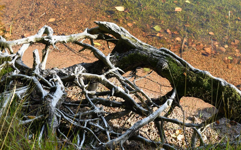 Erosion on lakefront stock photo. Image of pine, water - 257575844