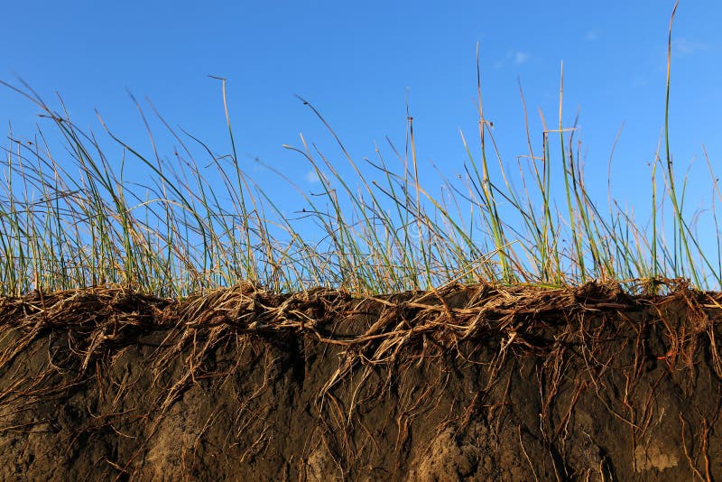 Erosion Of The Soil Of The Sunflower Field Stock Image - Image of ...