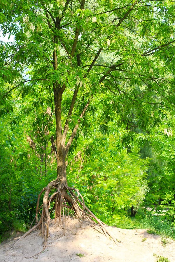 Erosion - Tree with Bare Roots Stock Photo - Image of green, eroded ...