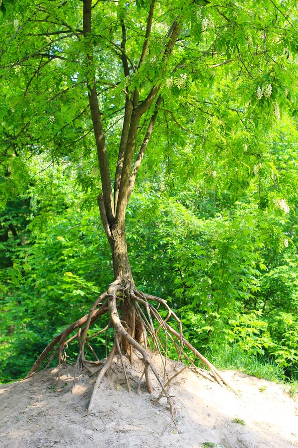 Erosion - Tree with Bare Roots Stock Photo - Image of green, eroded ...