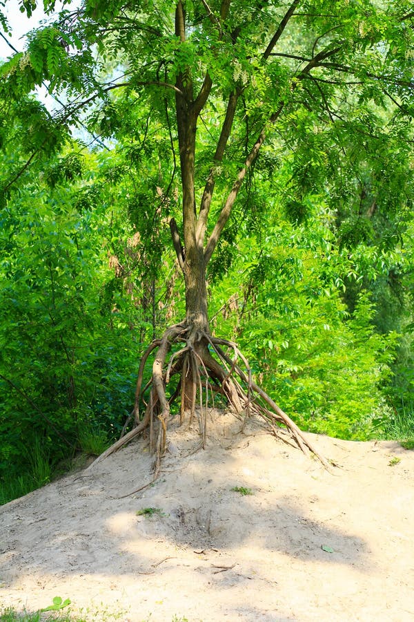 Erosion - Tree with Bare Roots Stock Photo - Image of trunk, vegetation ...