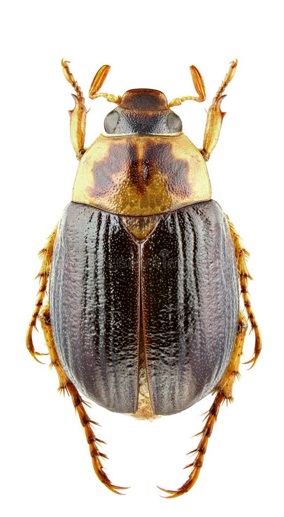 Errans del Anomala imagen de archivo. Imagen de color - 18201731