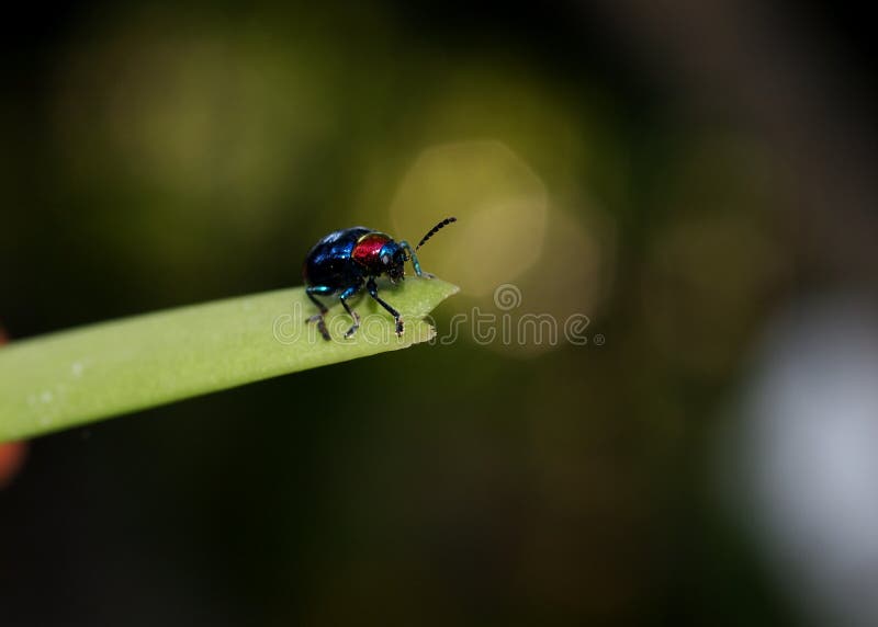 Errore di programma blu immagine stock. Immagine di agricoltura - 55121215