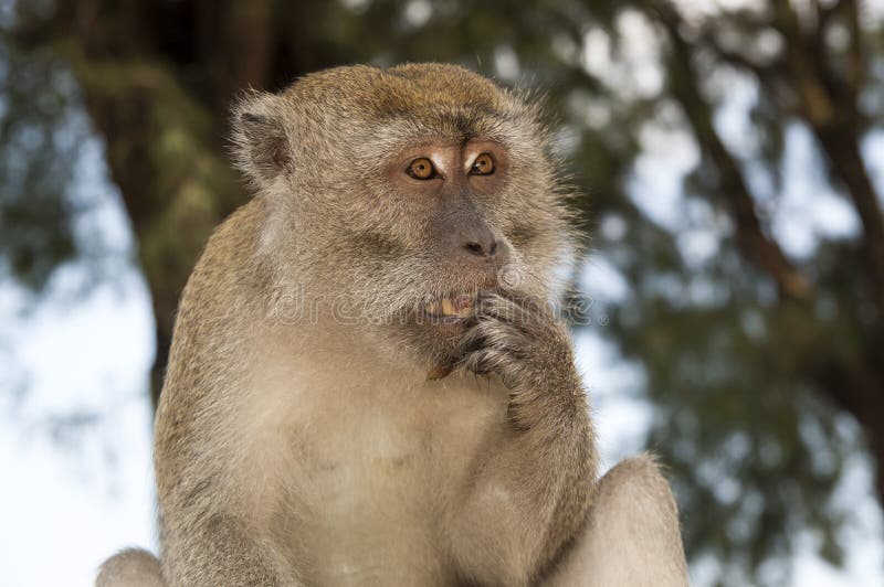 Erschrockener Affe in Thailand Stockbild - Bild von tier, gesten: 42825145