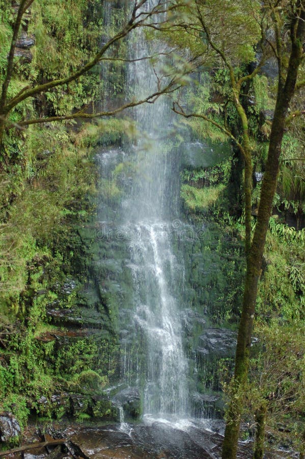 Erskine Falls, Victoria, Australia Foto de archivo - Imagen de parque ...