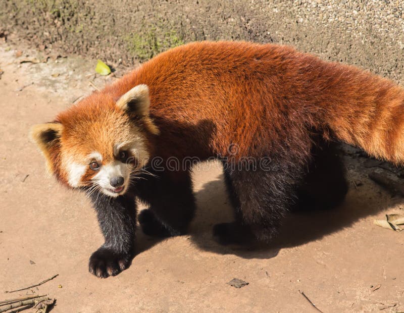 Erstaunlicher orange Panda stockfoto. Bild von bär, bambus - 54847730