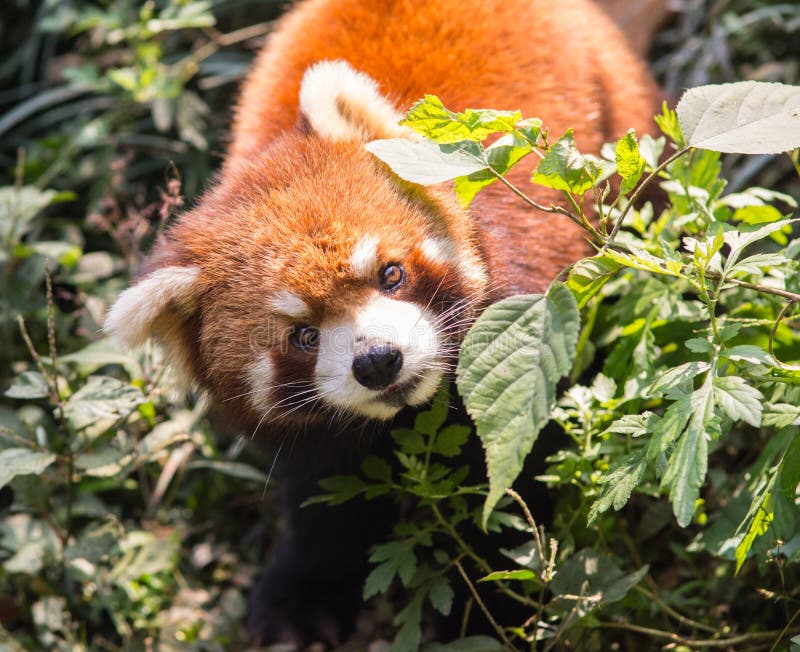Erstaunlicher orange Panda stockbild. Bild von pandas - 54846571