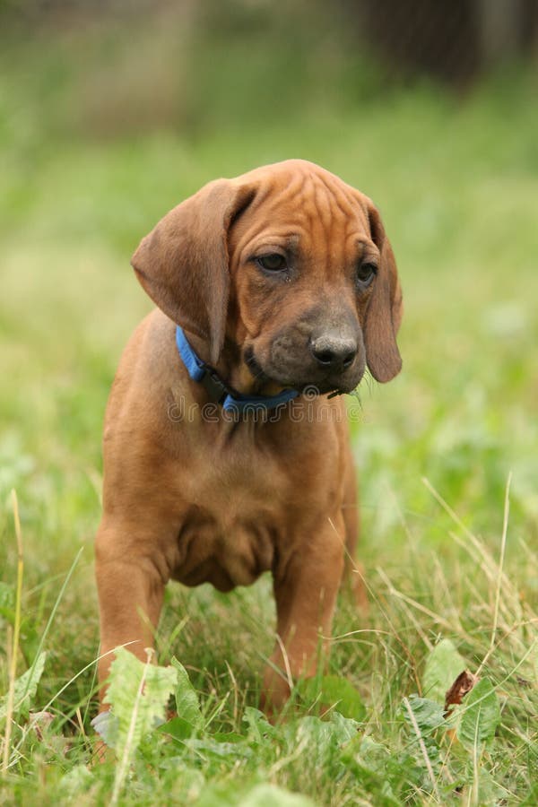 Rhodesian Ridgeback Weibchen Mit Welpen Stockfoto - Bild von wenig ...